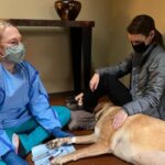 Hope Veterinary Oncology Services In WA | Hope Veterinary