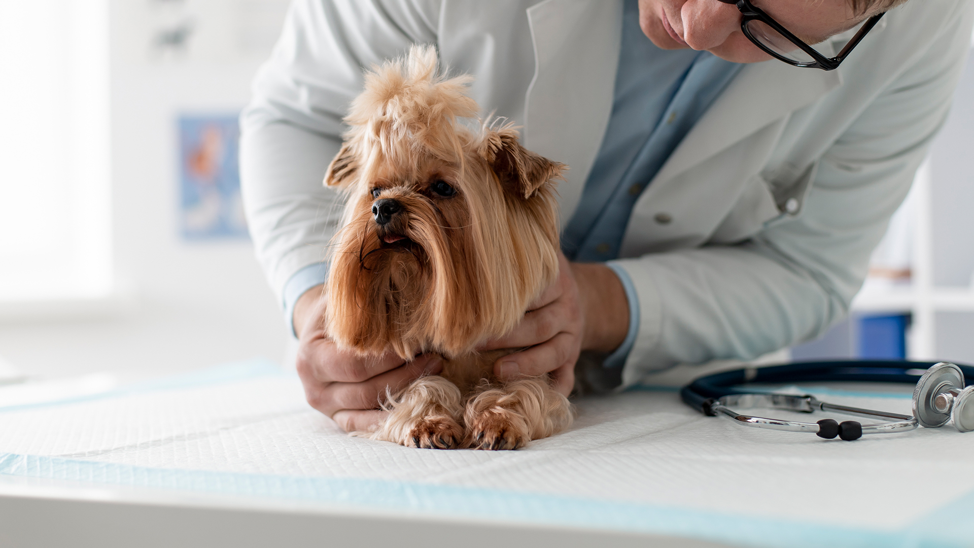 Pet Veterinarians In Lacey, WA 98516 | Hope Veterinary Oncology Services