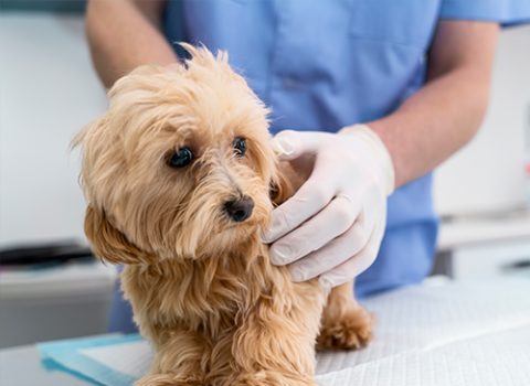 Hope Veterinary Oncology Services In WA | Hope Veterinary